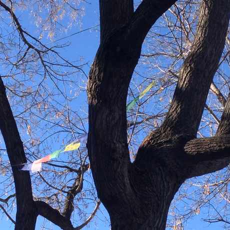 Sunnyside Calgary Apartments for Rent and Rentals - Walk Score